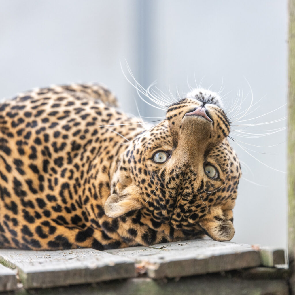 Animaux acteurs et disponibles - Animal Contact